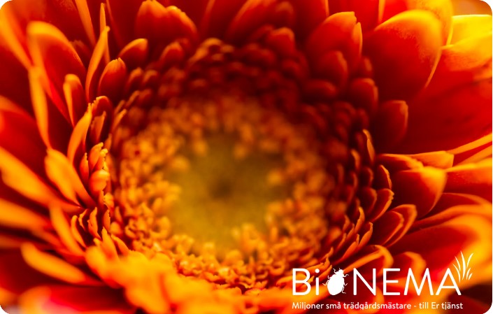 Alla produkter – Bionema